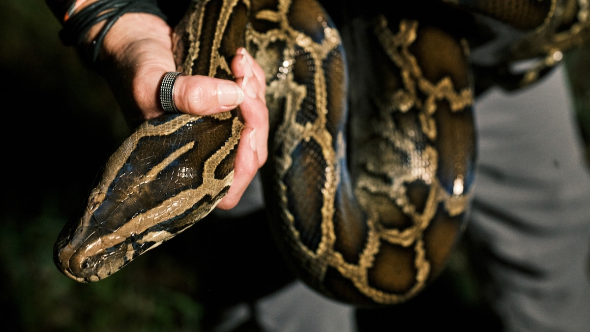 Can Bounty Hunters Solve Florida's Python Problem? - BollSpel