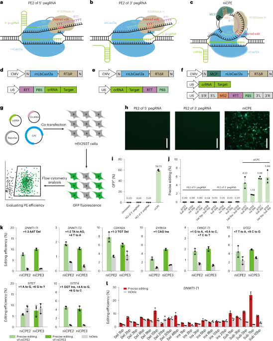 Innovative Prime Editing Techniques for Human Cells: CRISPR-Cas12a and ...